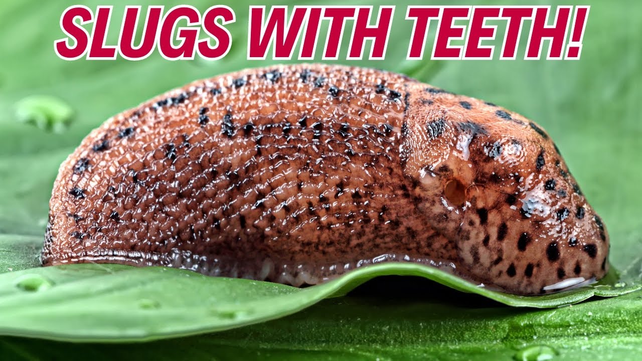 🌟 10 Slimy Secrets About Slugs That Will Blow Your Mind! 🤯 - YouTube