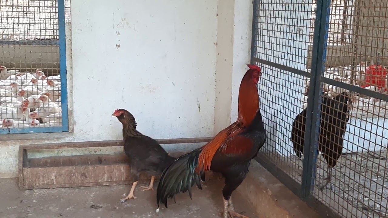 Very beautiful aseel pair in quality... - YouTube