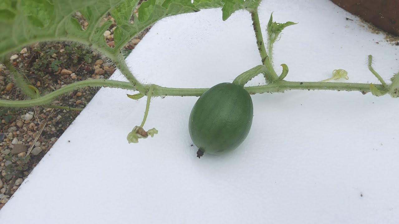Black Diamond Baby Watermelons Forming 6/19/25 - YouTube