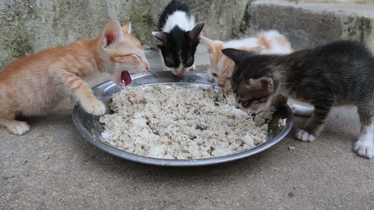 Cute Baby Kitten Eating Rice - YouTube