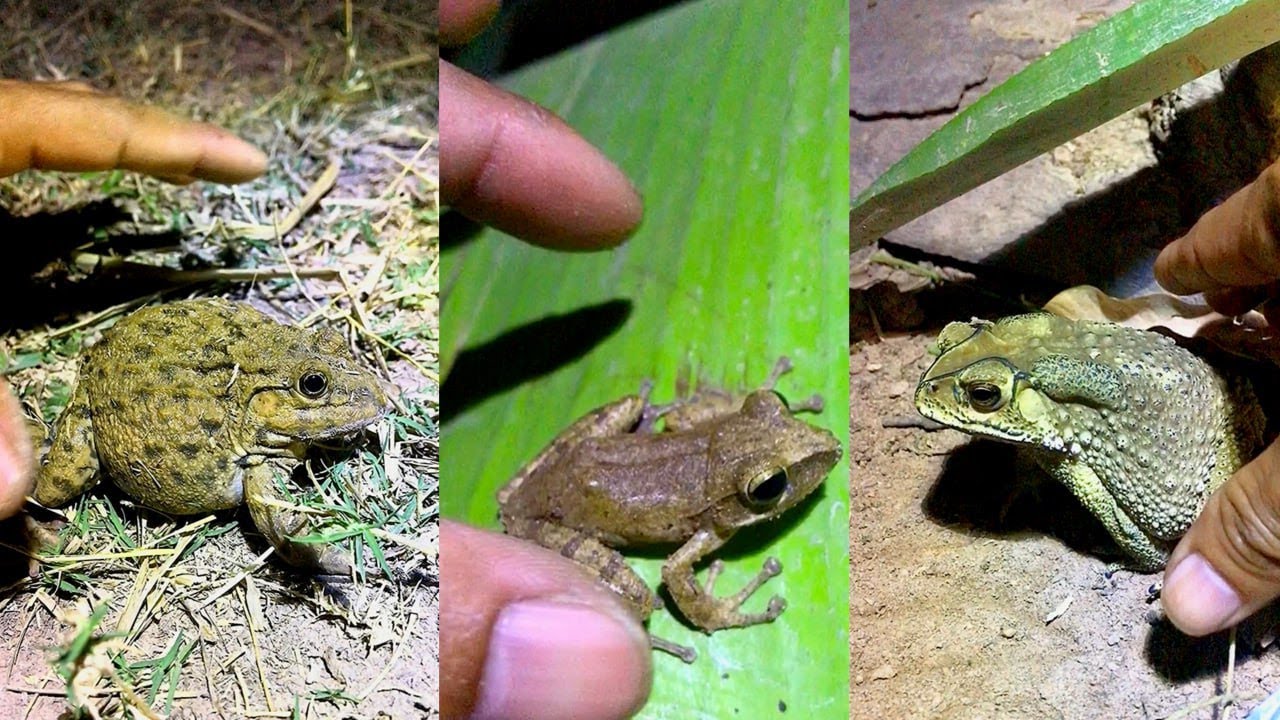 Catch frog will make you laugh | video funny catching froggy hahaha ...