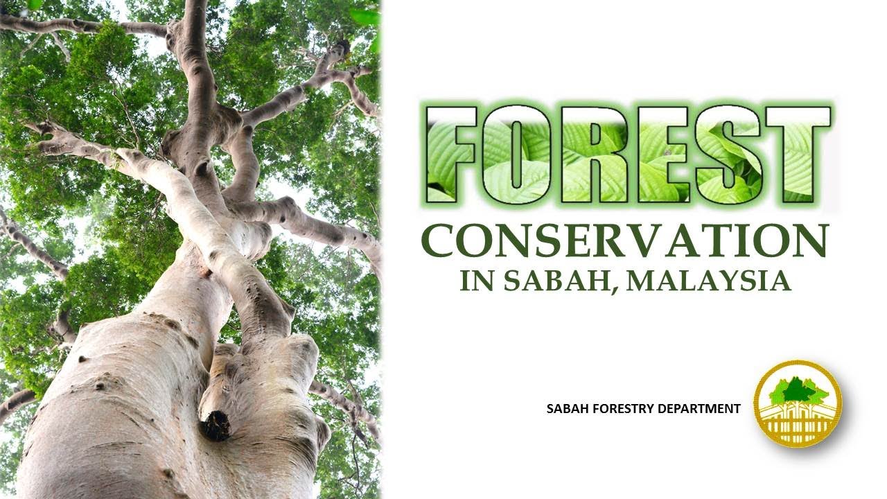Forest Conservation in Sabah, Malaysia - YouTube