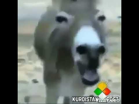 ОСЕЛ СМЕЁТСЯ КАК ЧЕЛОВЕК - YouTube