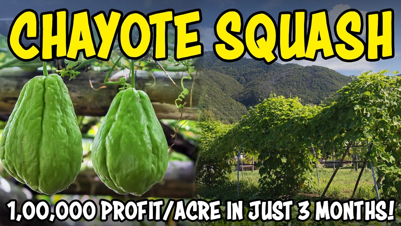 Chayote Squash (Chow Chow) Farming | How to grow Chayote squash from ...