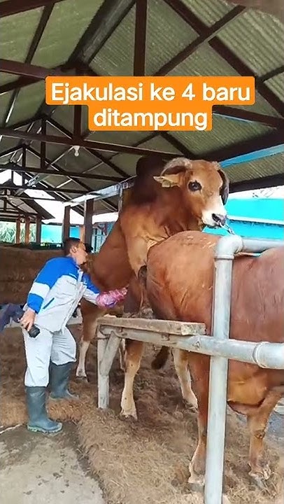 Penampungan Sperma Sapi Madura - YouTube