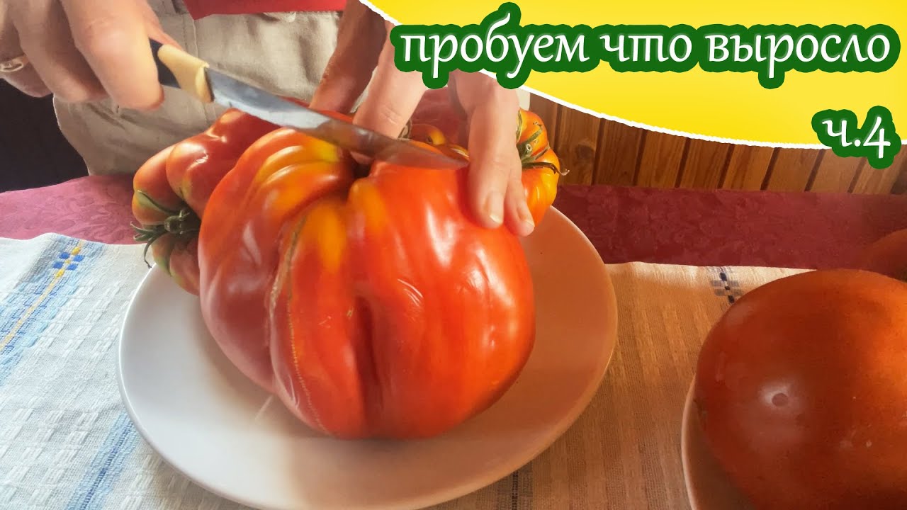 Дегустация сортовых томатов ч.4/ Моё мнение о вкусе выросших у меня ...