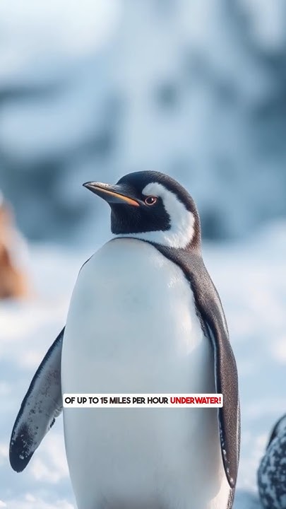 Penguins Flightless Wonders! 🐧🌊 5 MIND BLOWING Facts About These Tuxedo ...