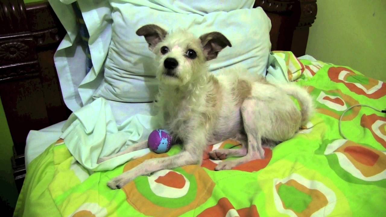 Carnival, vegan food and coffee at Starbucks - Cutervo - Cajamarca ...