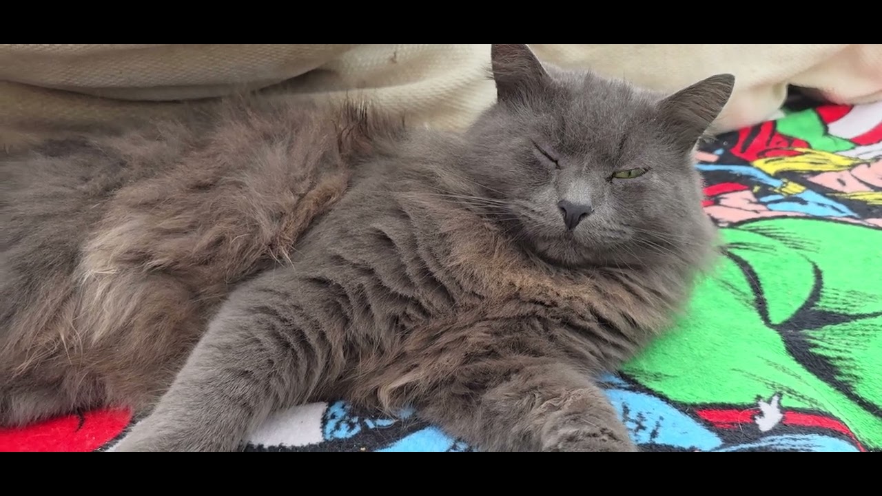the cat formerly known as Bruce returns 🐈 😻 - YouTube