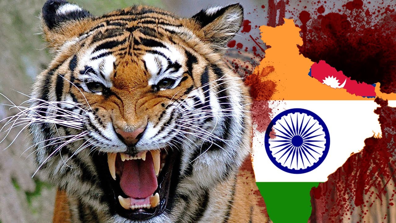 This HORROR TIGER RAVAGED Nepal & India! - YouTube