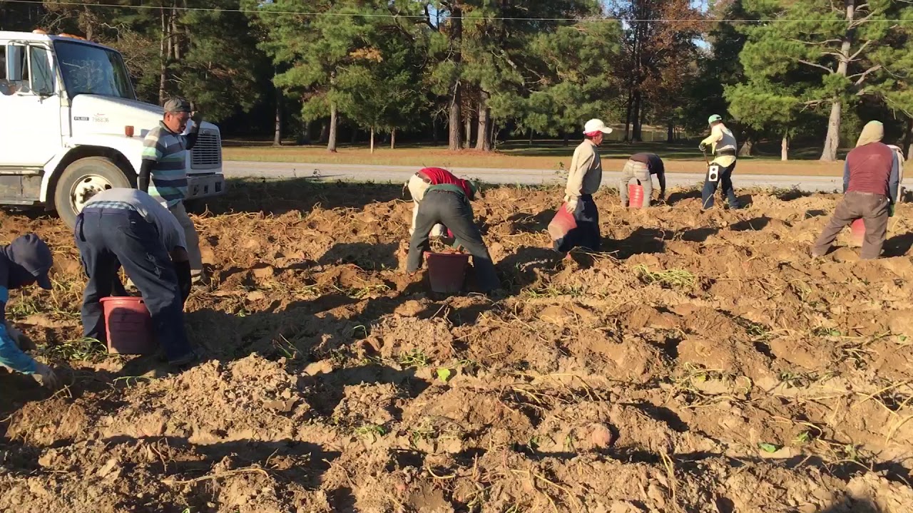 Digging potato’s Hand picked NC 2019 - YouTube