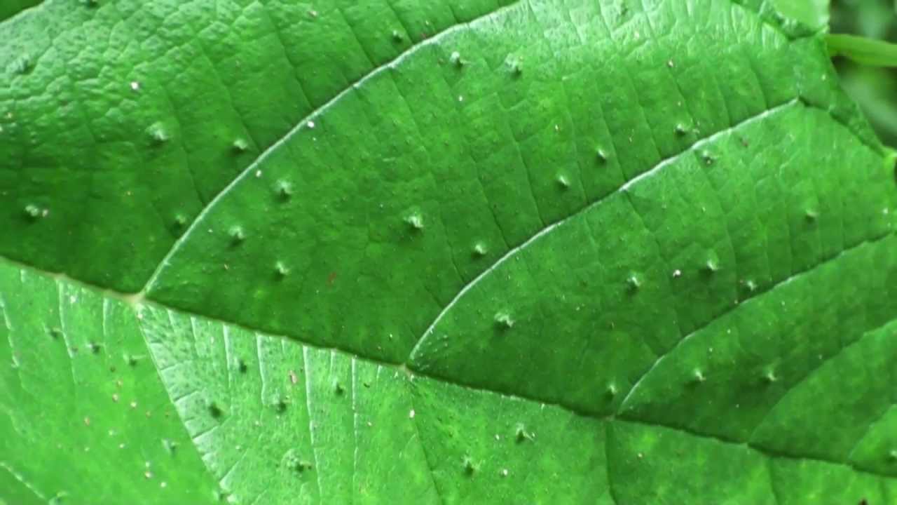 Manual Anotnio Park - Ortega Plant - YouTube