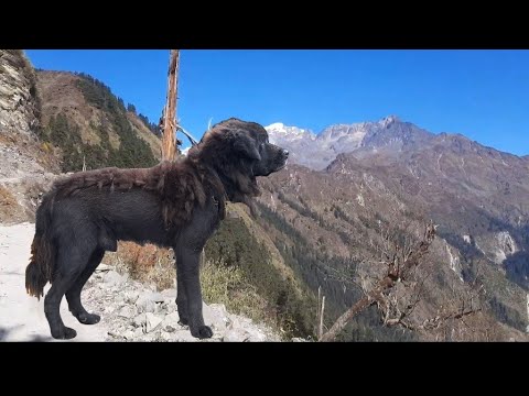 Rare Quality Bhote In Taplejung || Bhote Kukur || TibeTibetan Mastiff ...