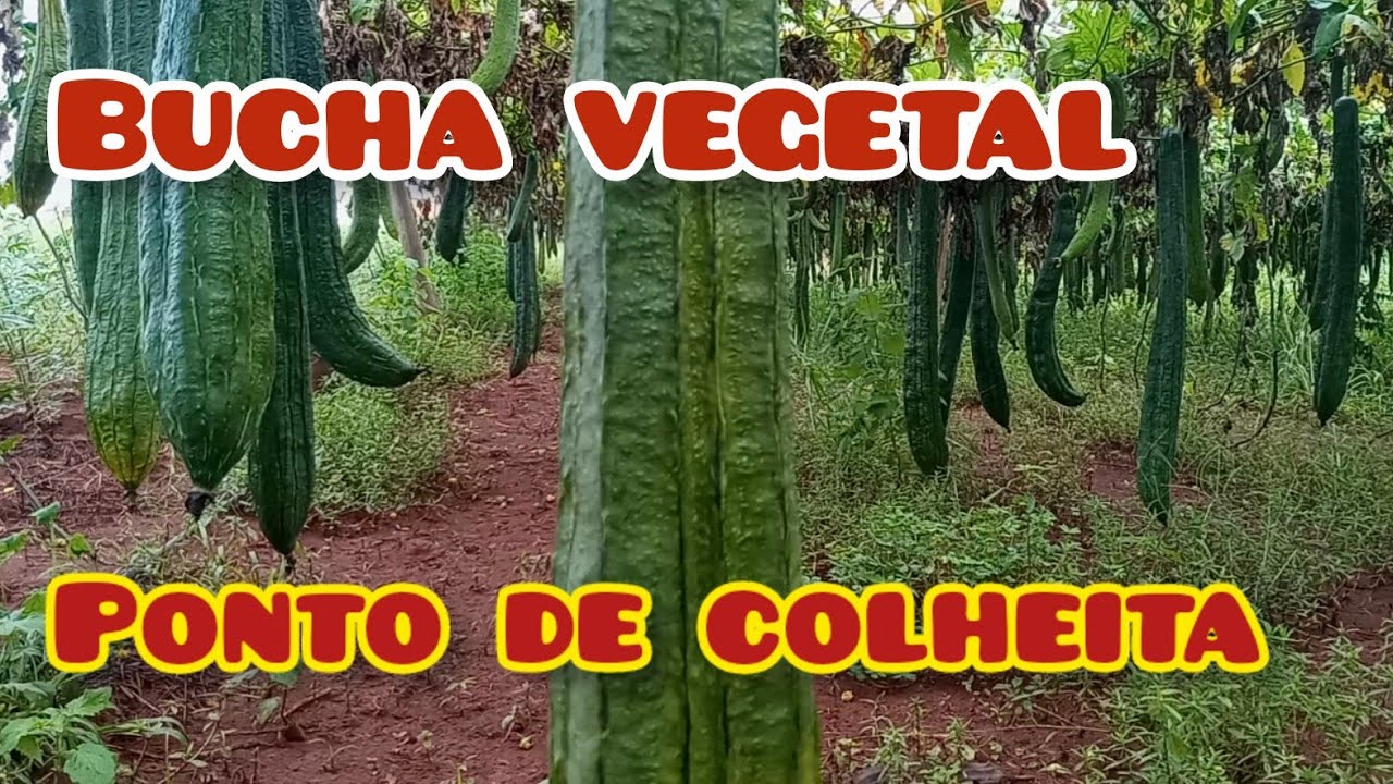Quando devo colher a bucha vegetal? - YouTube