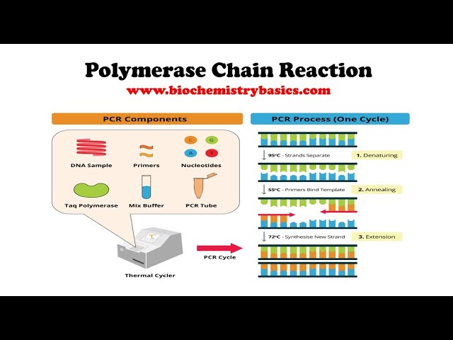 Polymerase Chain Reaction Cycle