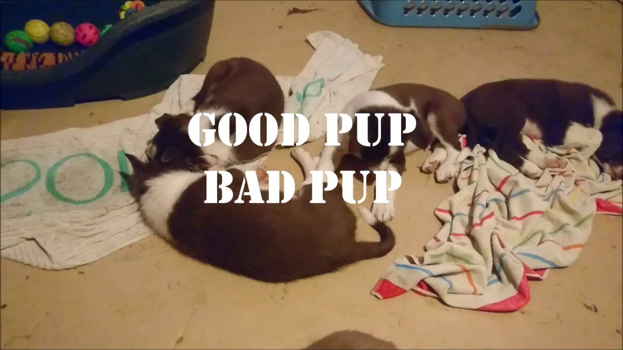 Good pup, bad pup - YouTube