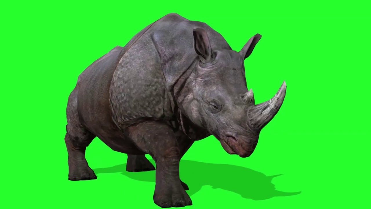 Green screen copyright free 3D animation Rhino - YouTube