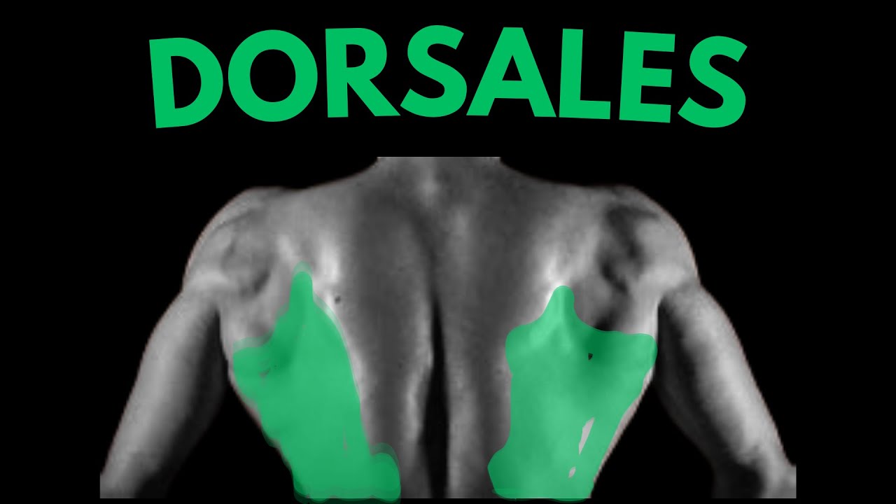 COMO TENER una ESPALDA en V - GUÍA DORSALES - YouTube