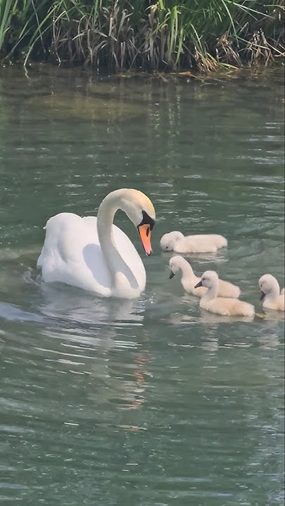 Swan and cygnets - YouTube