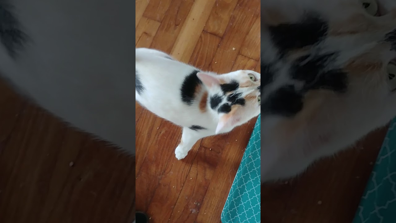Chat qui parle ! - YouTube