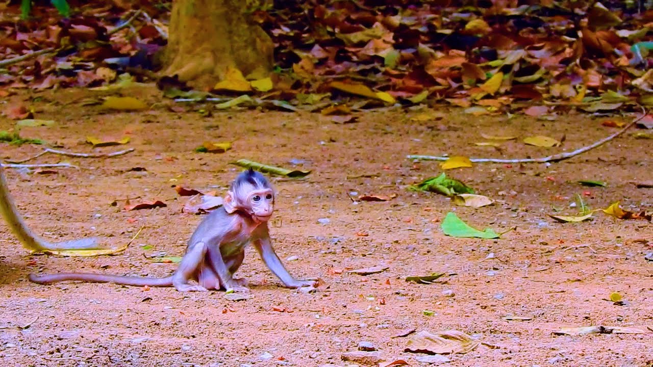 Wonderful Job Monkey Baby Trying To Take Peanuts With Mom Smartly | # ...