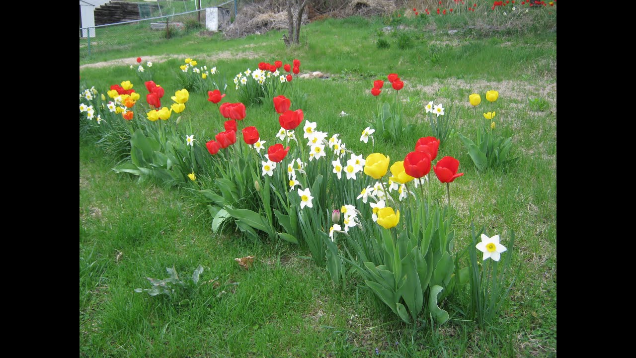 Spring Tulips & Daffodils - YouTube