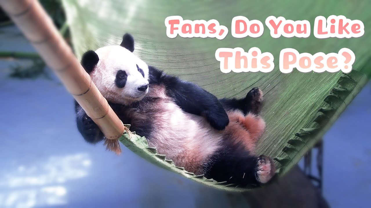 Panda Version Of Titanic Drawing Scene | iPanda - YouTube