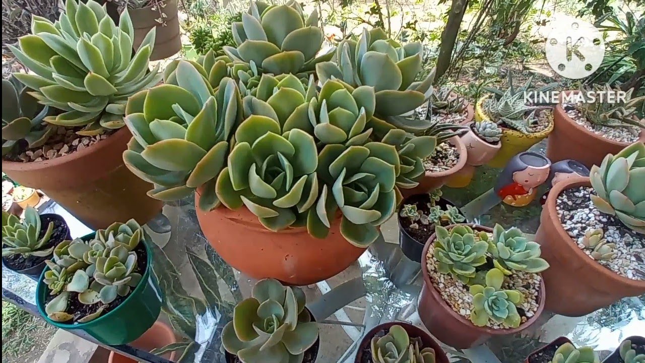 suculentas que são muito parecidas mellow yellow Morrvan Antiqua peach praide como quidar - YouTube