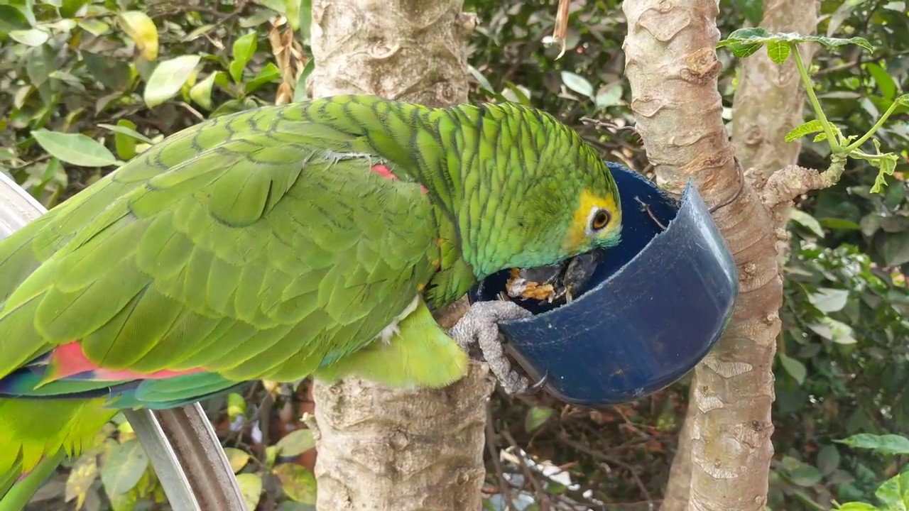 Parrot in 4K on Google Pixel - YouTube