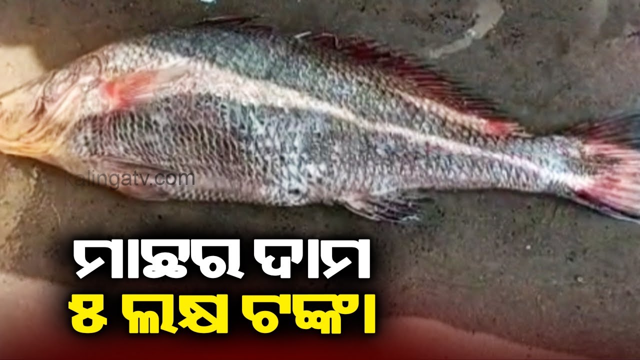 Prize Catch: Fisherman Sells Fish Worth Rs 5 Lakh In Digha || KalingaTV ...