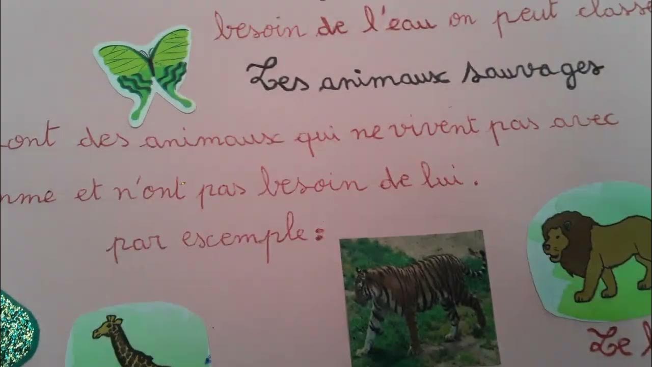 projet de classe: je réalise un documentaire sur les animaux - YouTube