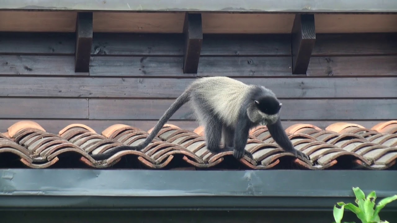 Cercopithèque à diadème (Cercopithecus mitis) Blue Monkey - YouTube