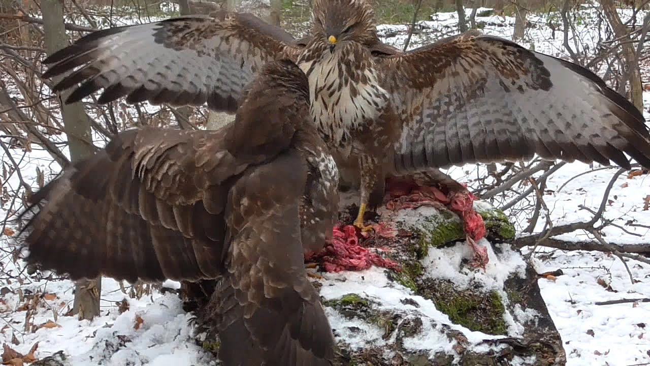 Common buzzards and common ravens 01 - YouTube