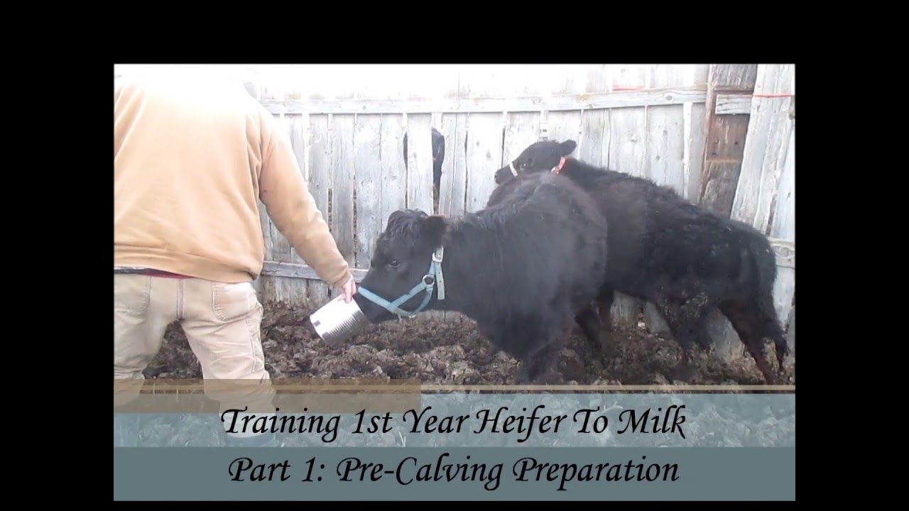 Training a 1st Year Heifer To Milk - Part One: Pre-Calving Practice ...