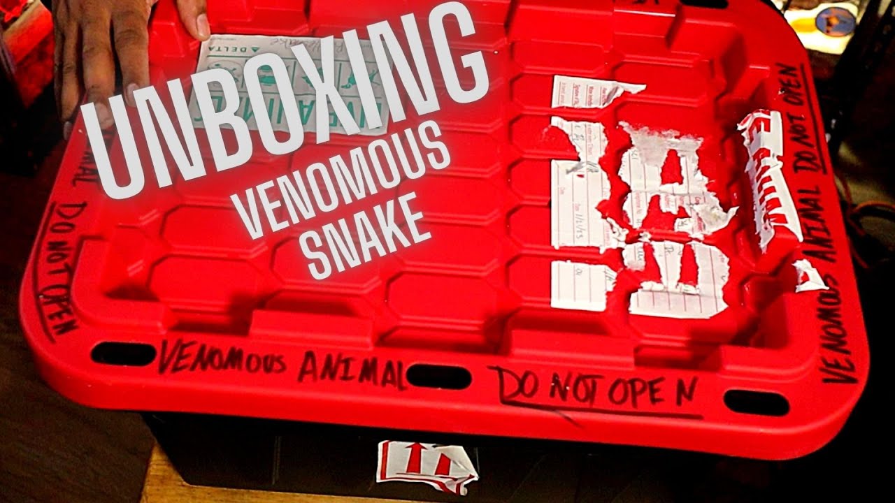 Unboxing A New Venomous Snake: Is This The Best One Yet? You Decide ...