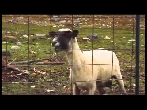 The Screaming Sheep - YouTube