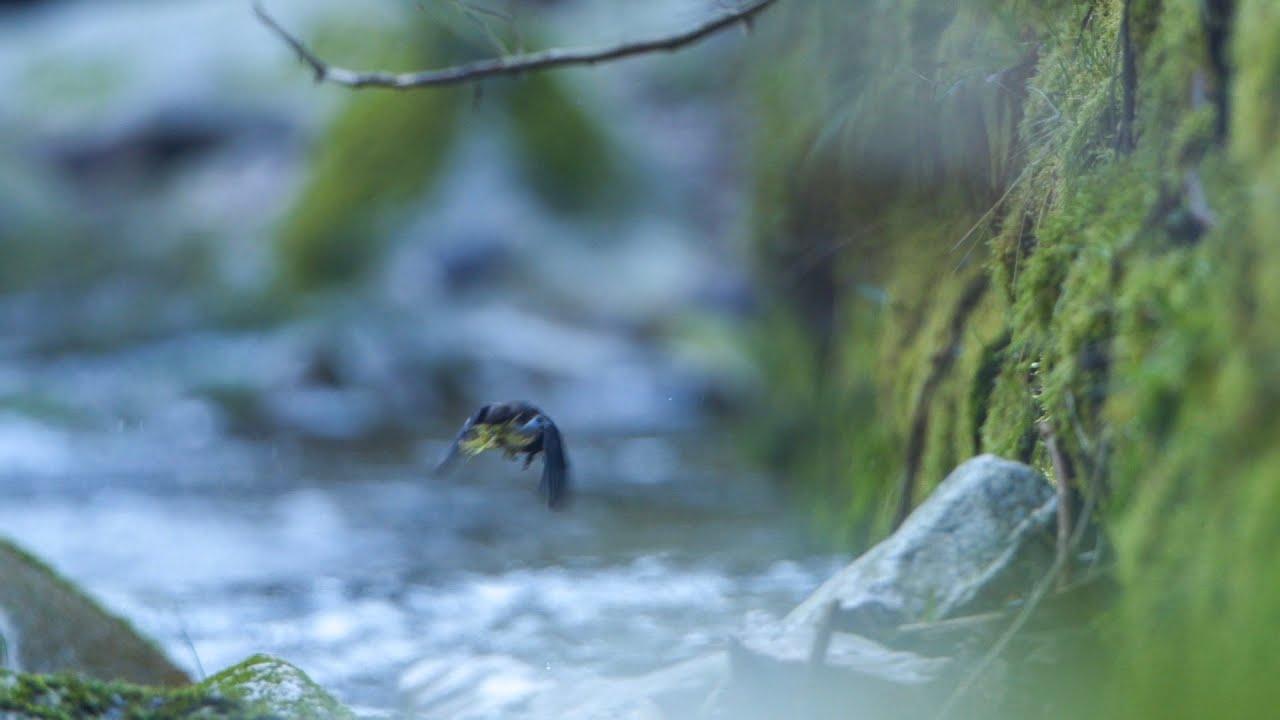 White-throated dipper flying | Slow Motion (4K) - YouTube