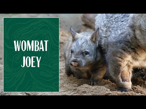 Wombat Joey at Taronga Zoo Sydney - YouTube