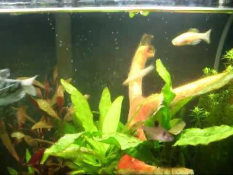 Pearling de Microsorium pteropus (samambaia / feto de java) - YouTube