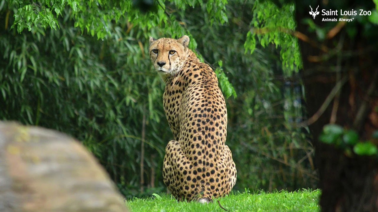 Cheetah purring at the Saint Louis Zoo - YouTube