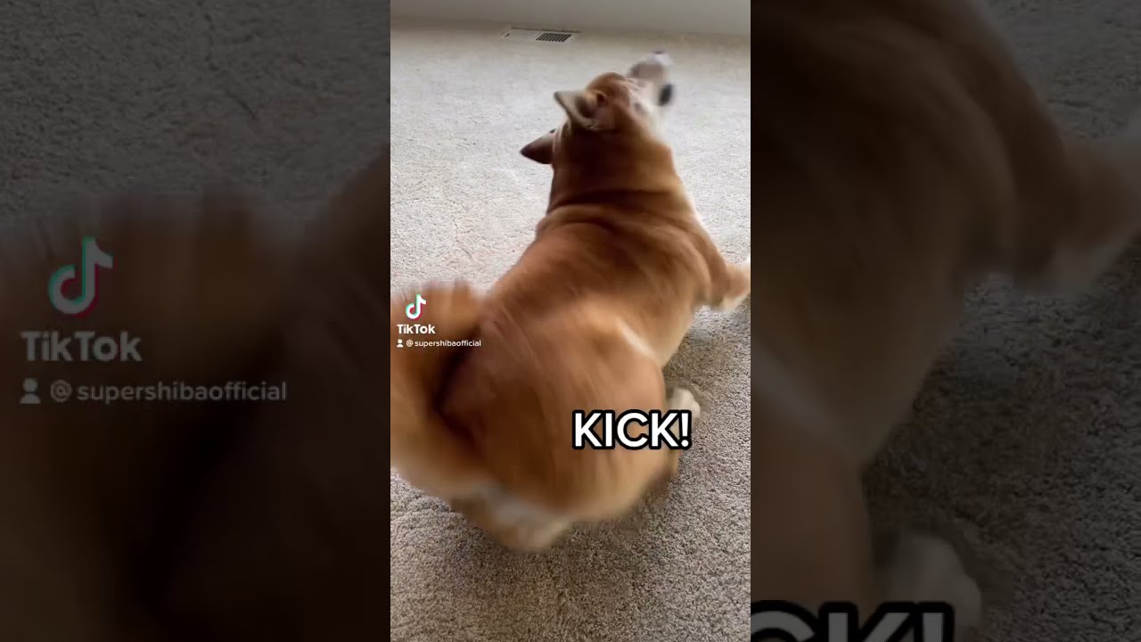 Shiba Inu Beast Mode #shorts - YouTube