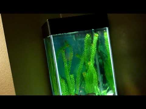 New Aqueon 15 gal Column Tank daylight 9 14 20 - YouTube