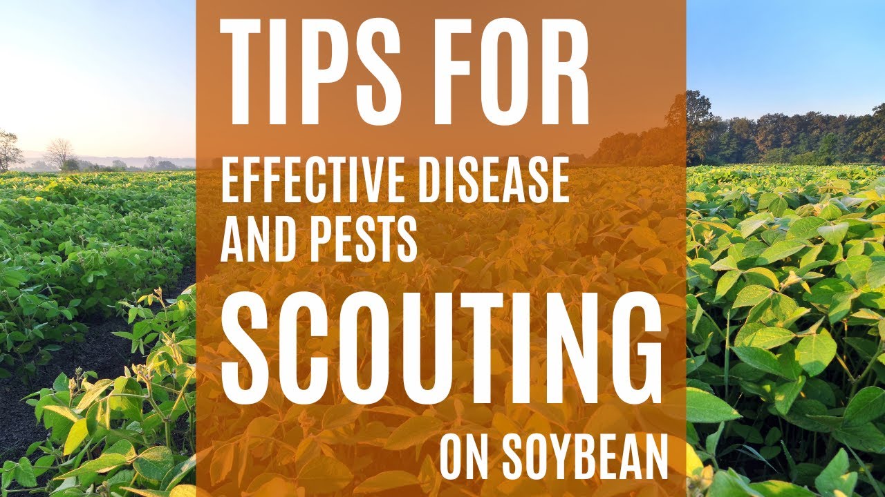 Tips for effective disease and pests scouting on soybean - YouTube