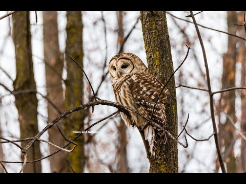 Plenty To See Winter Birding In Northeast Ohio - YouTube
