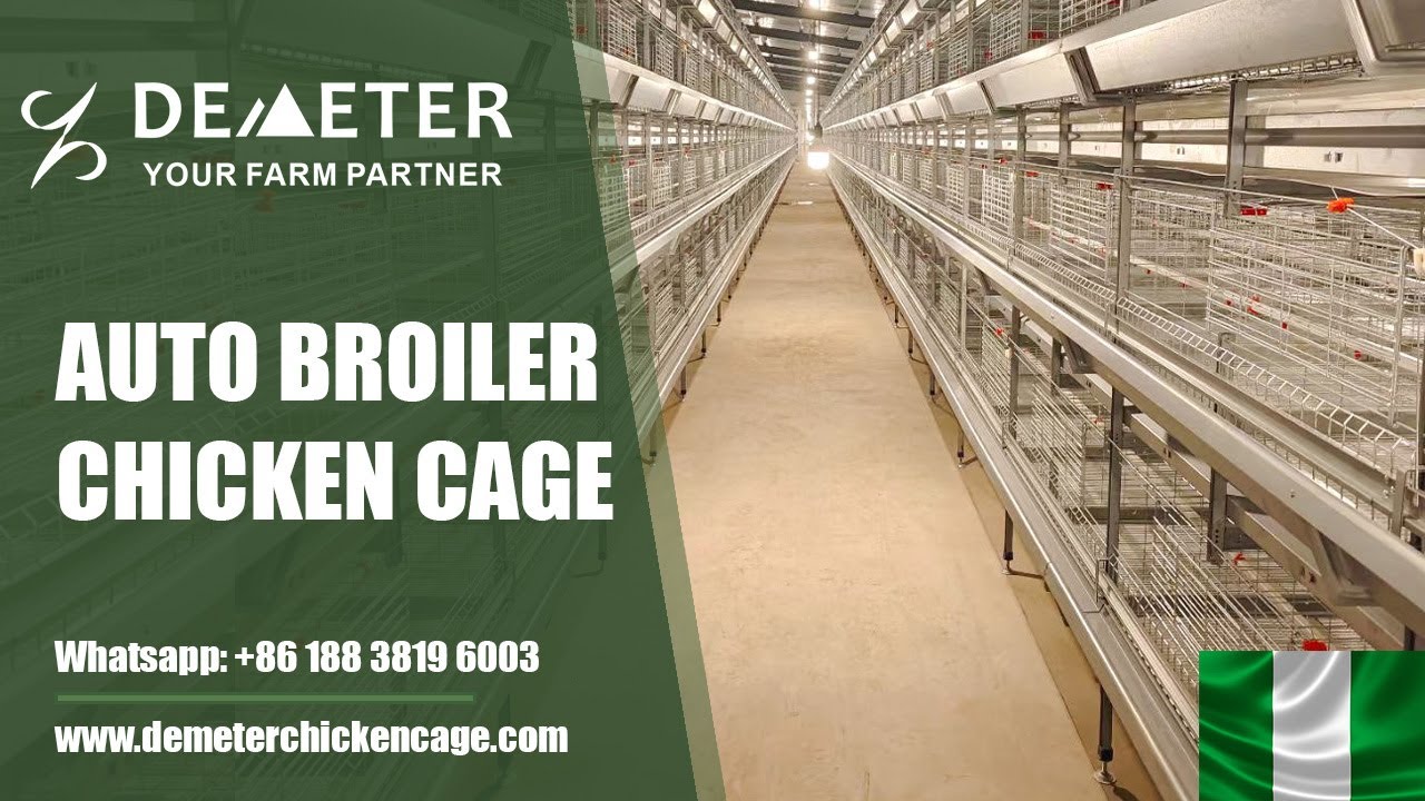 Commercial Broiler Chicken Cage Enriched Battery Cage System for ...