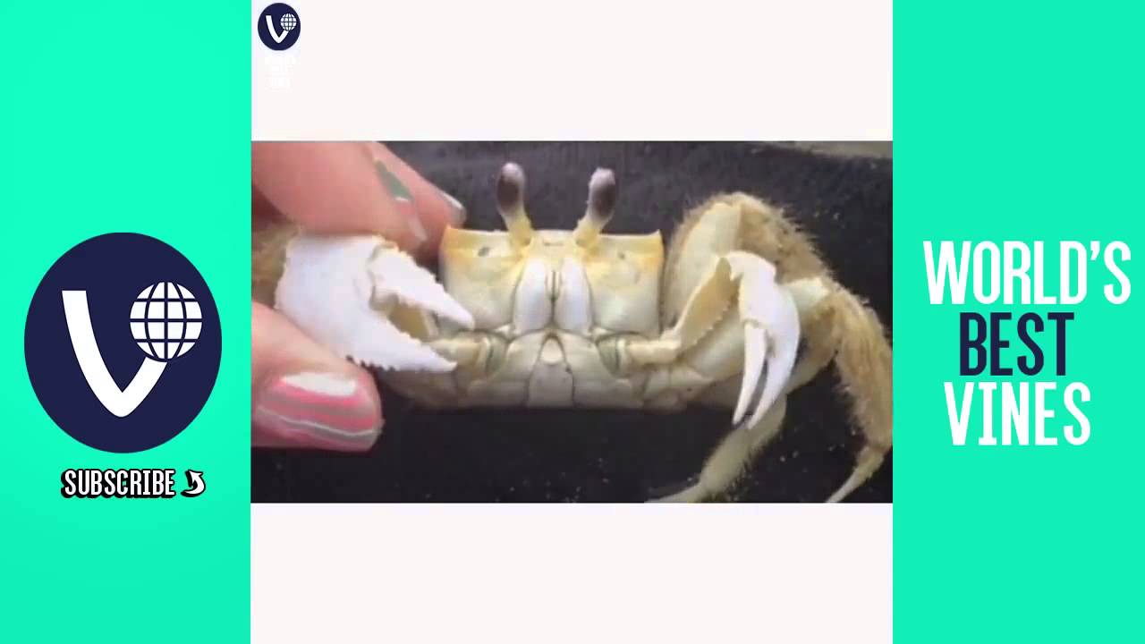 Weird Animal Vines Vine Compilation | Hilarious! | MUST WATCH 2015 ...