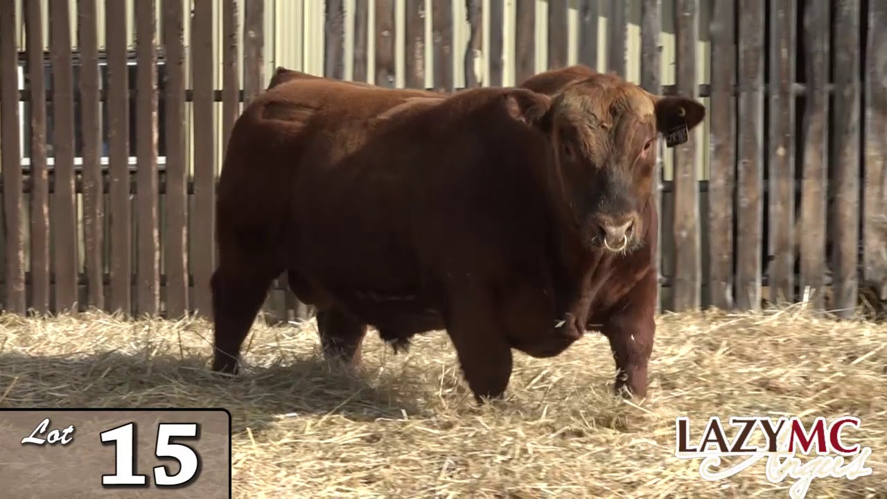 Lot 15 - Lazy MC 2019.mp4 - YouTube