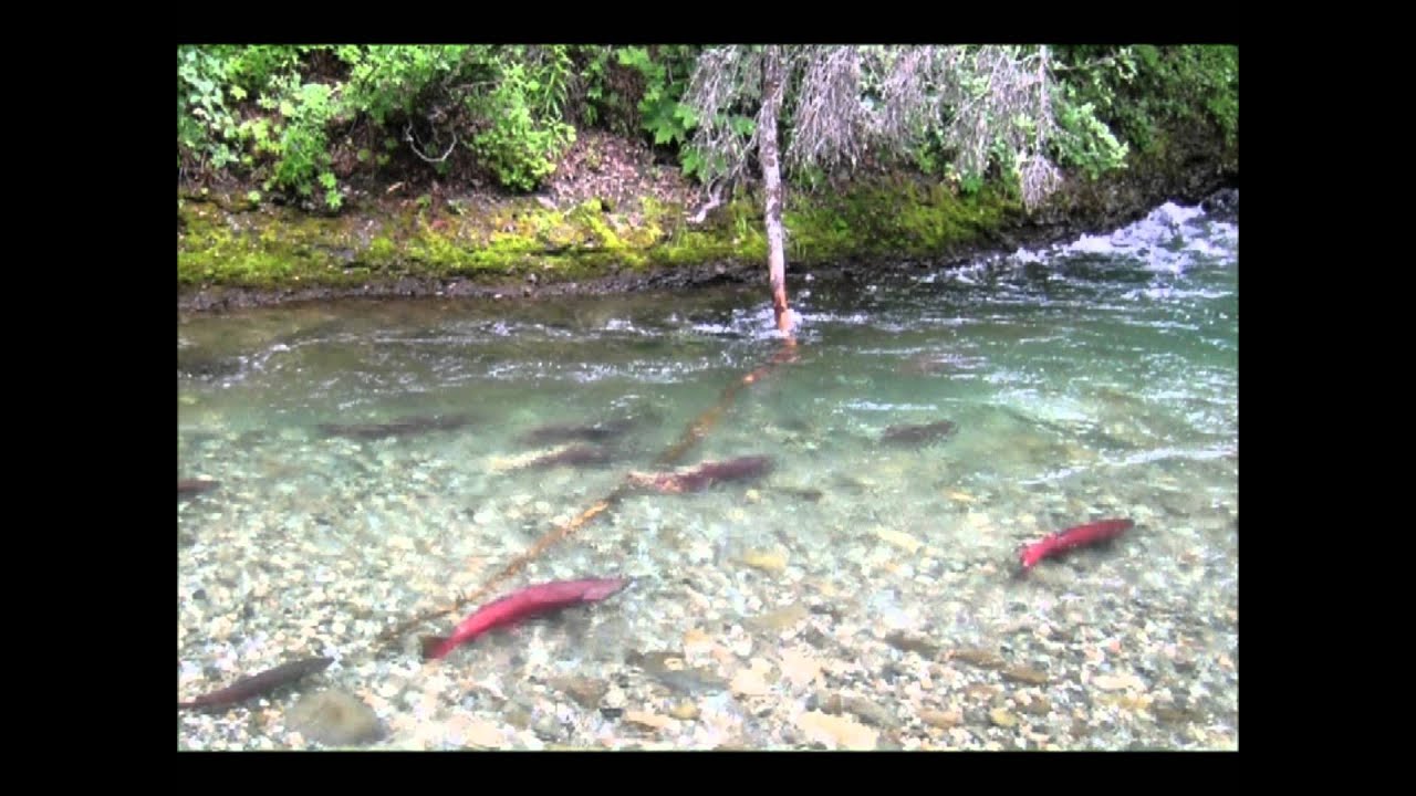 Alaska, Chickaloon Indian Tribe - YouTube