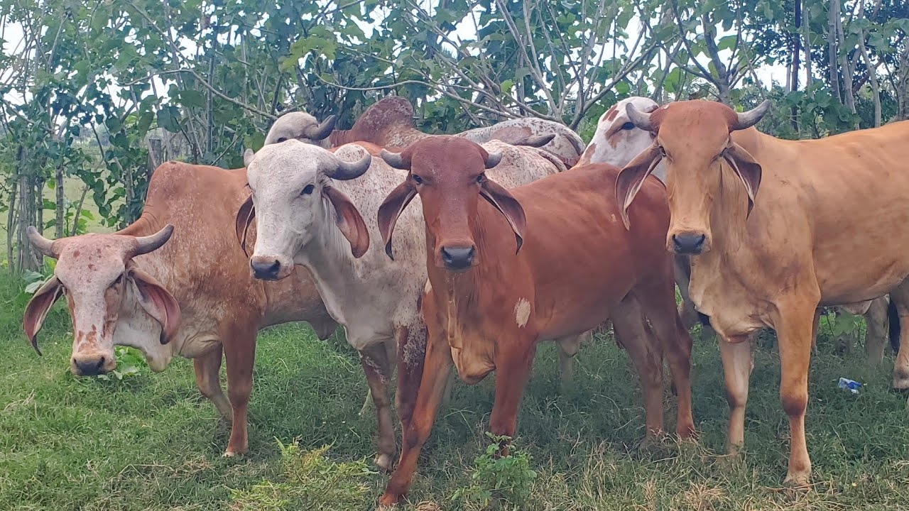 Bonitas Novillas Gyr Cargadas de Toro Gyr ala Venta a Buen Precio - YouTube