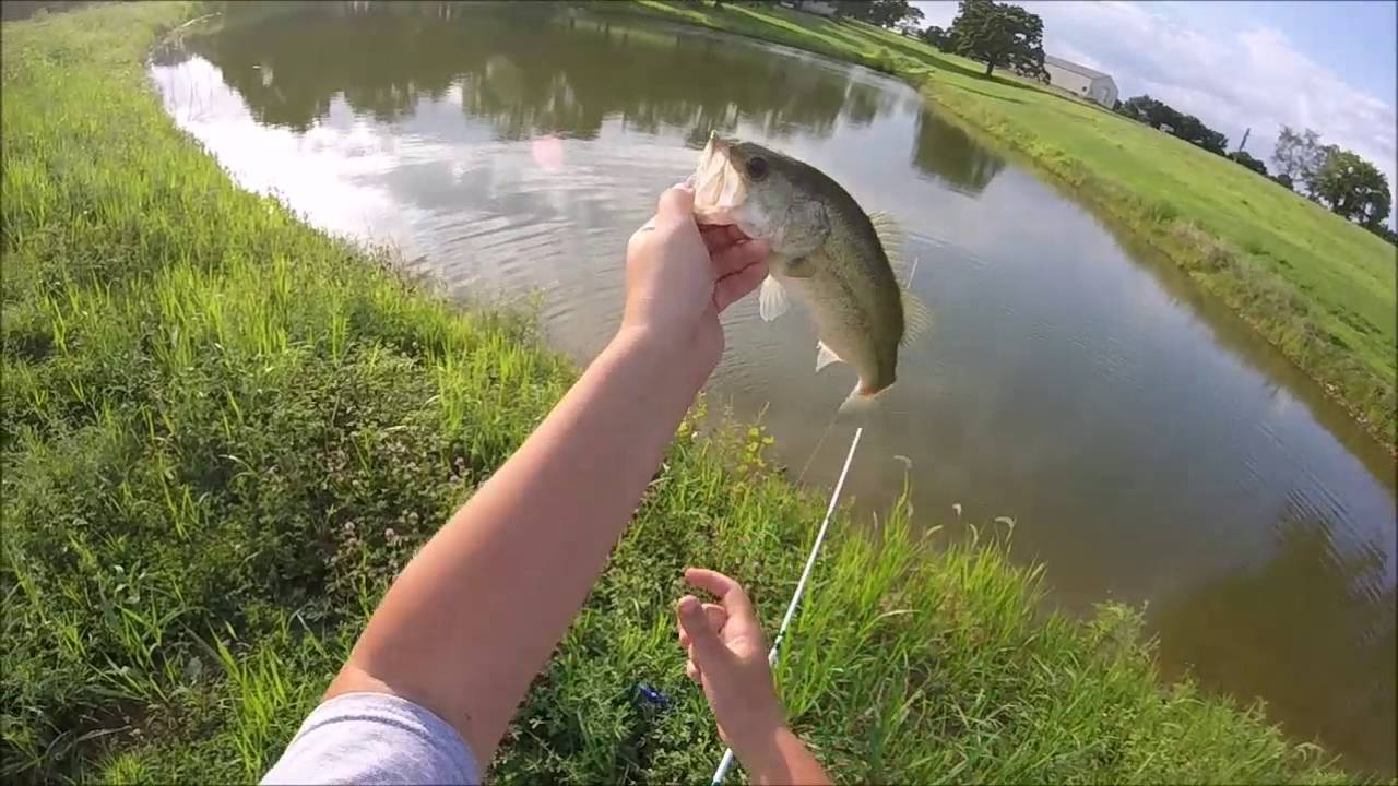 CREATURE AND BEAVER BAITS FOR SUMMER TIME BASS - YouTube
